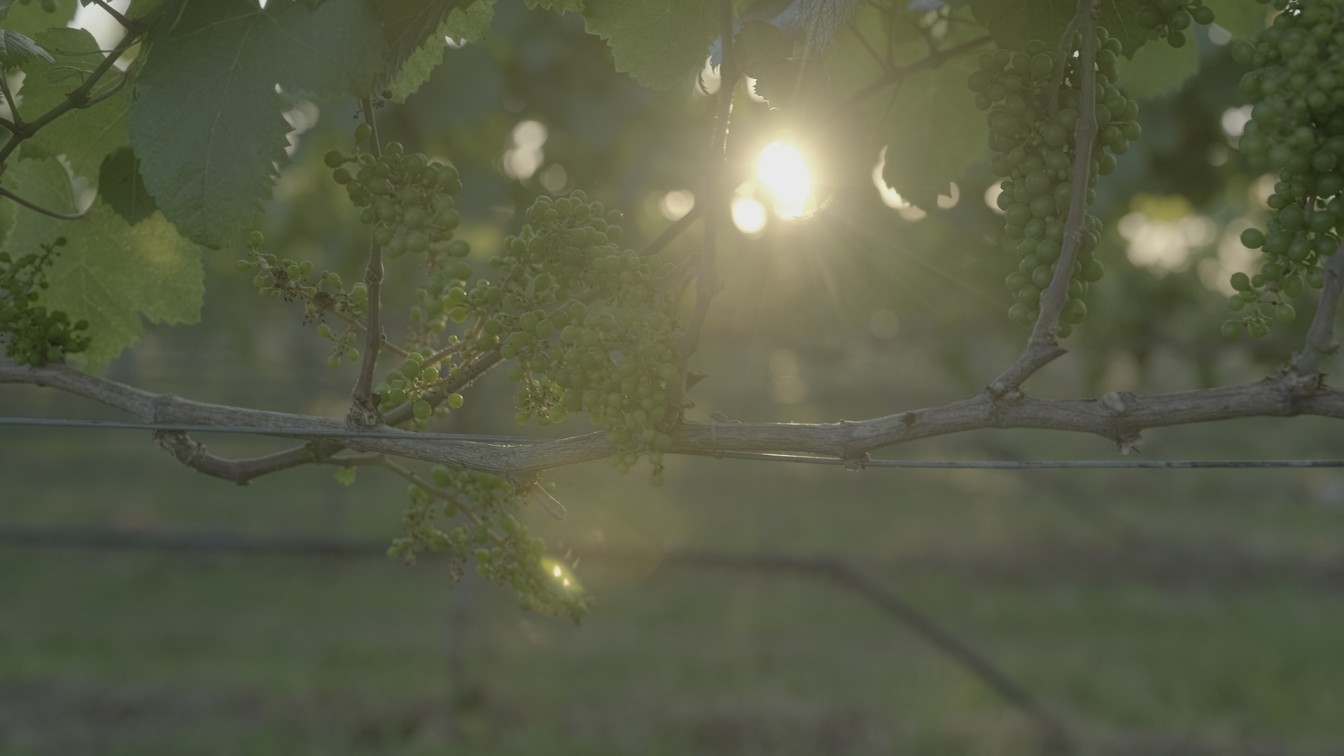 LUTs 101: A Complete Photographer’s Guide